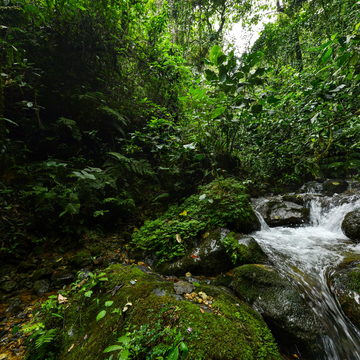 into the heart of ANDEAN FORESTS : ColoombiaHDTest