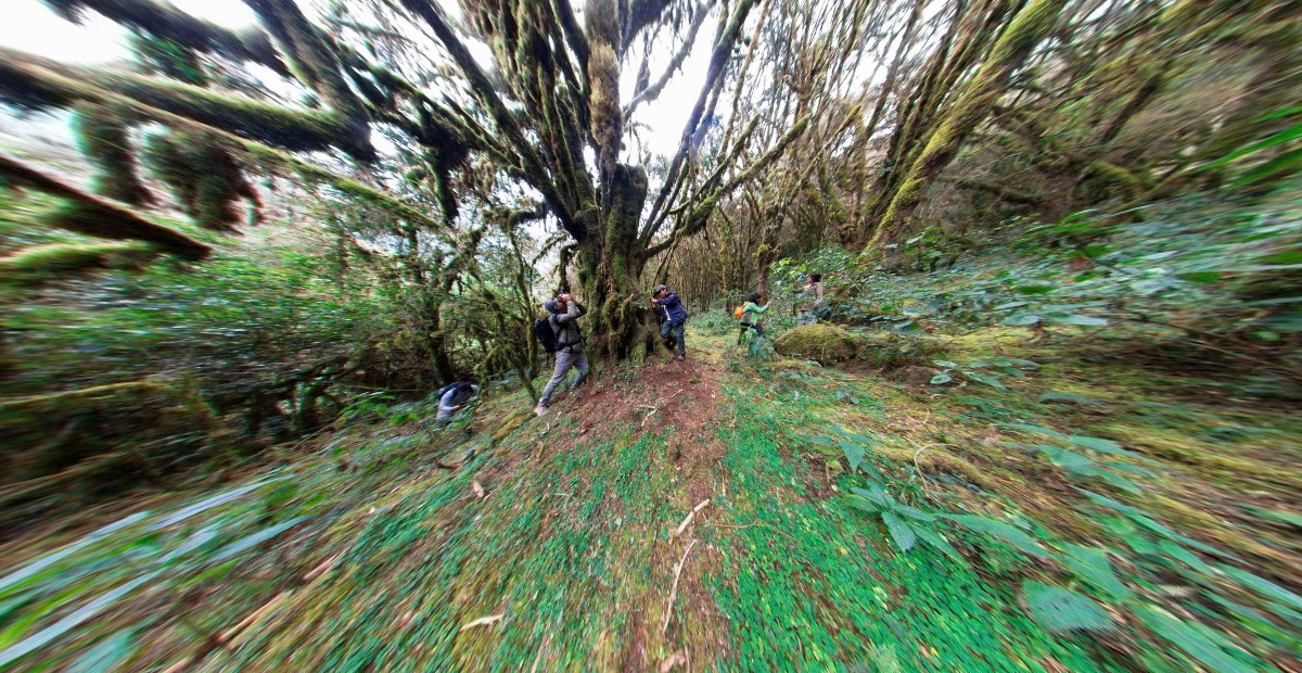 into the heart of ANDEAN FORESTS : BioBlitz Natgeo